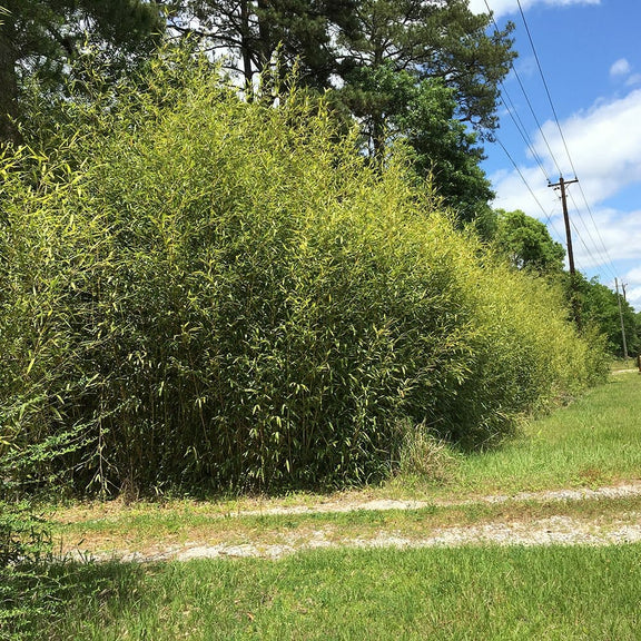 Red Margin Bamboo – Lewis Bamboo