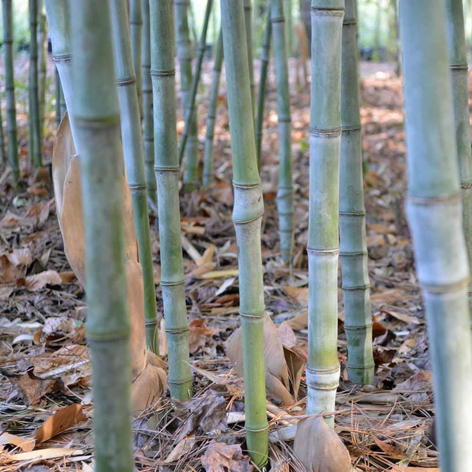Cold Hardy Bamboo – Lewis Bamboo