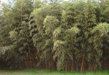 Products – Lewis Bamboo