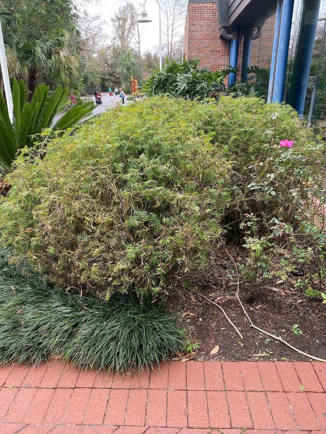 Bamboo Plants – Lewis Bamboo