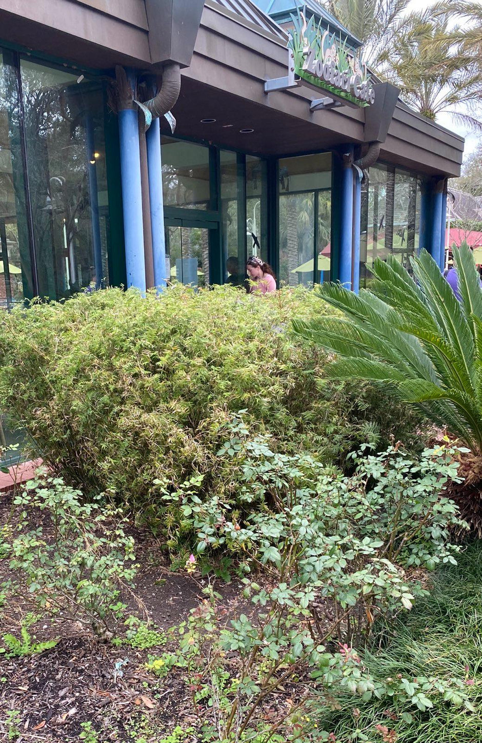 Bamboo Plants – Lewis Bamboo
