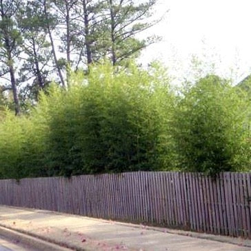 Giant Gray – Lewis Bamboo